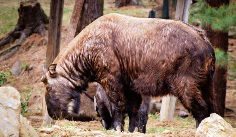 Buddha Dordenma | Iconic Statue in Thimphu, Bhutan